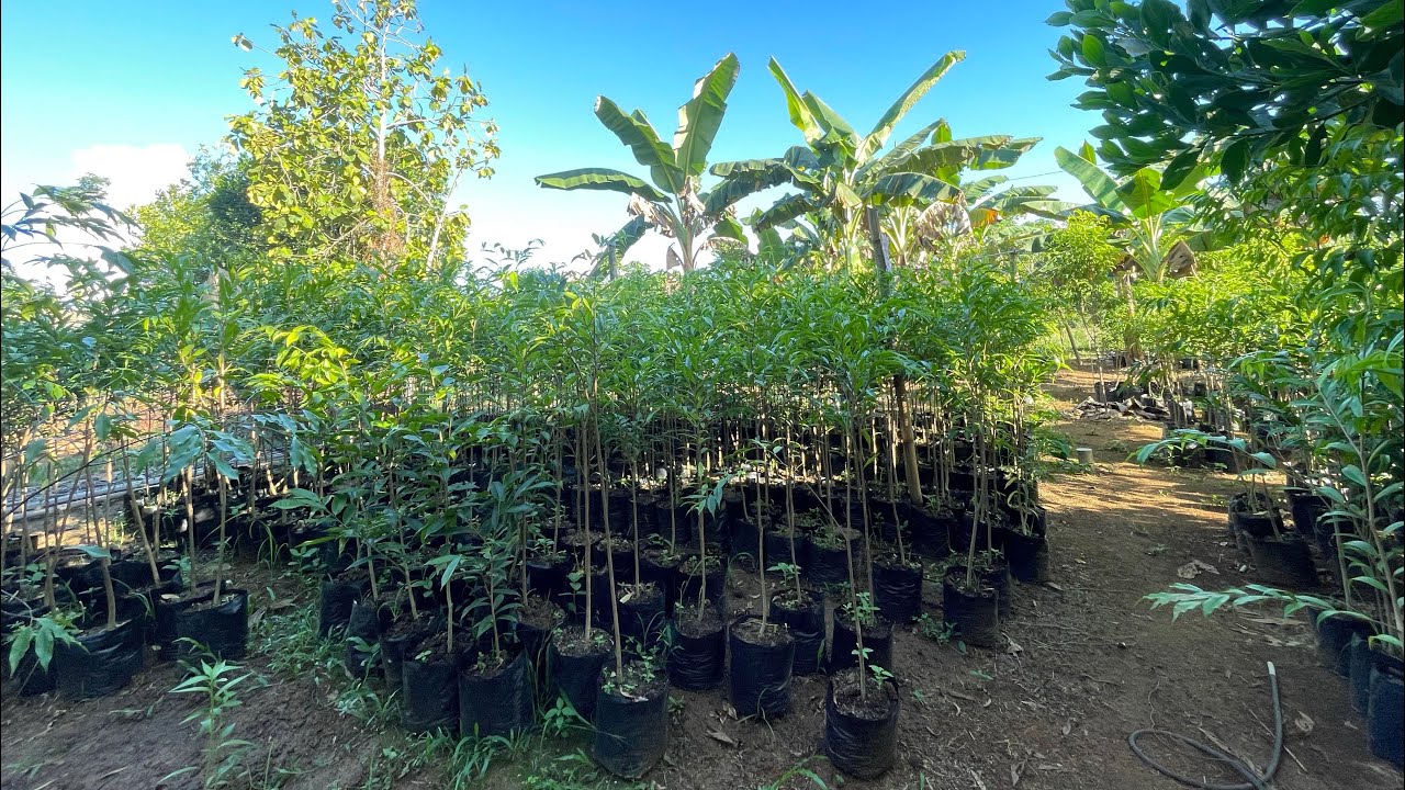 Visiting our own agarwood farm after 1 month from planting |Lahat buhay ...