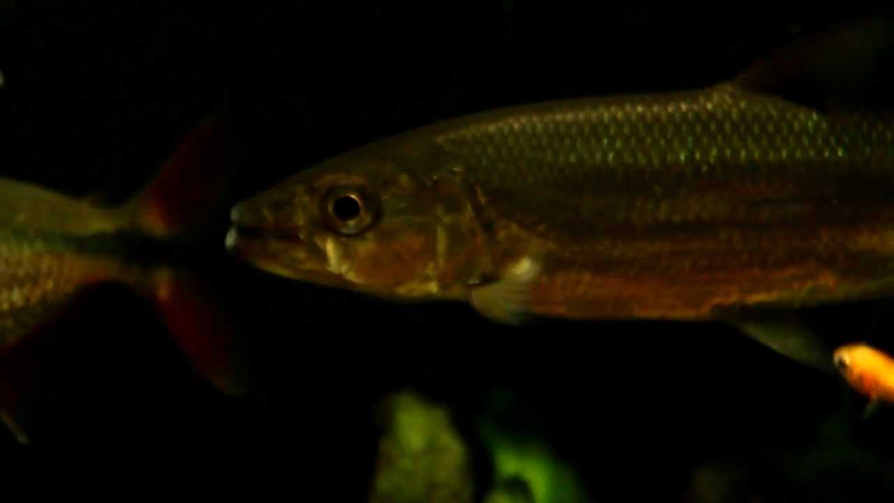 Goliath African Tiger Fish (Hydrocynus Goliath) - YouTube