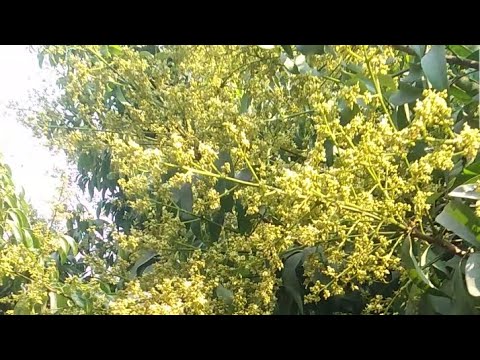 Lychee Buds || লিচুর মুকুল || Beautiful Village Life || - YouTube