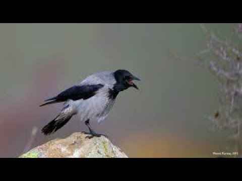 KARGA AVI 2023-5 Caccia alle Cornacchie-CROW HUNTİNG