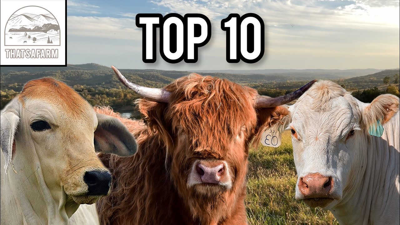 Top 10 Best Cow Breeds In The World - YouTube