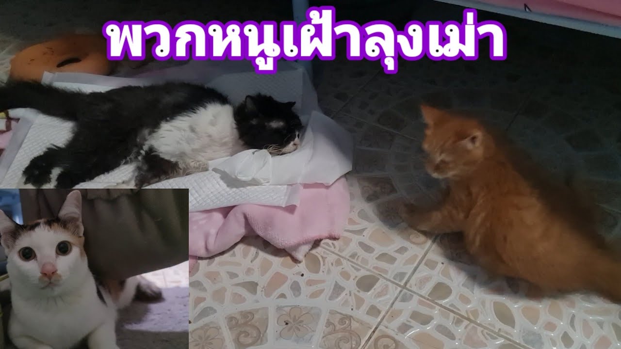 น้องๆคอยเฝ้าลุงเม่า@stray_cats @cats_home - YouTube