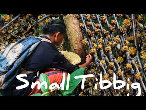 Have you tried eating small Tibbig ever your life, small Tibbig, super ...