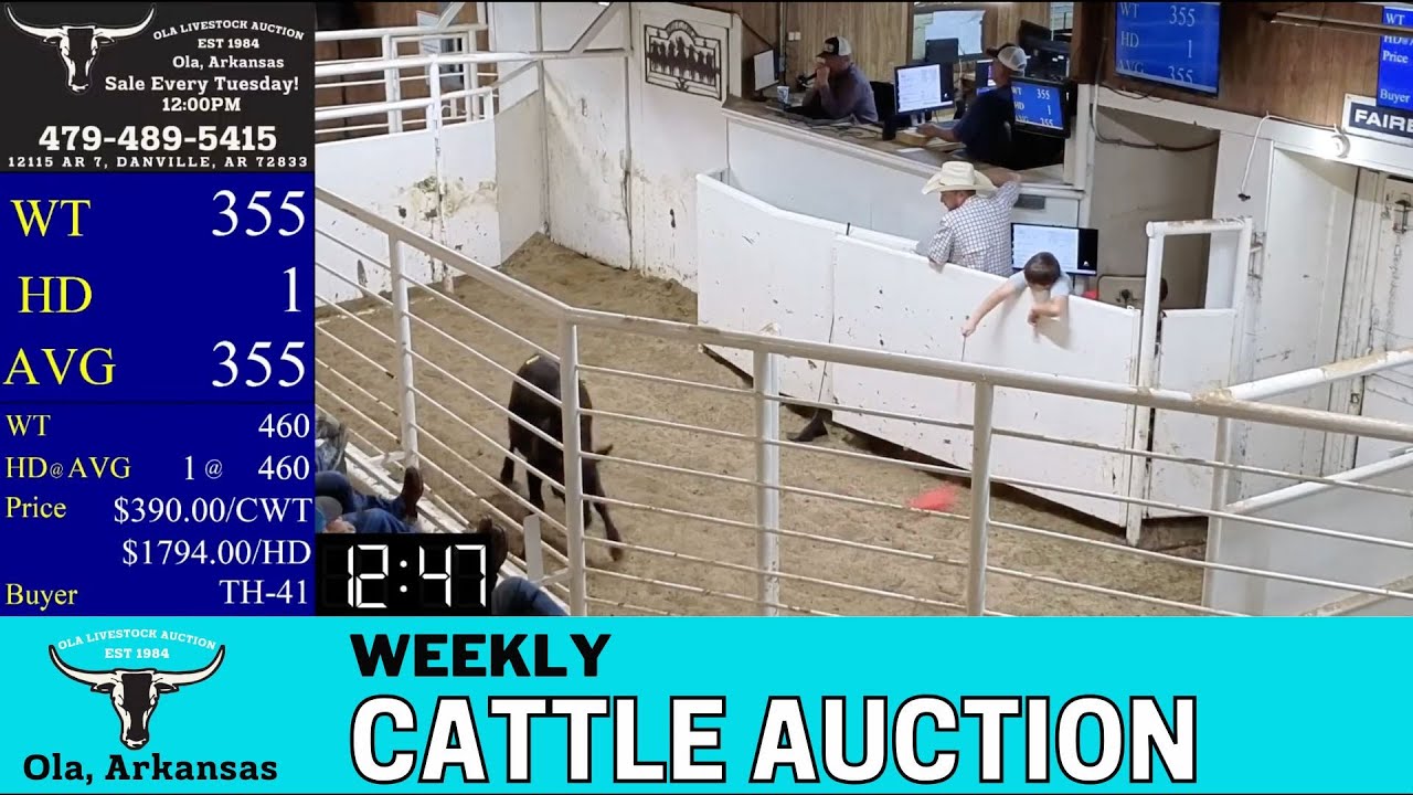 7/15/2025 - Cattle Auction - Ola Livestock Auction - YouTube