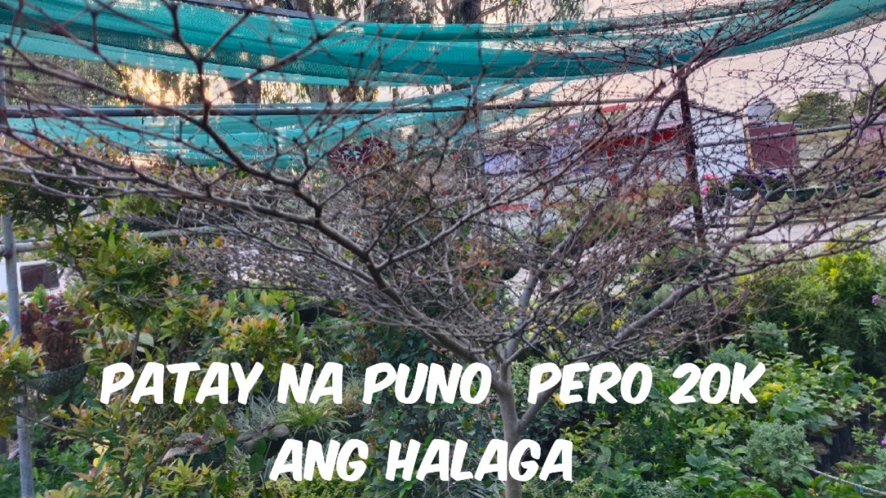 African Talisay Tree Expensive Tree With or Without Leaves.Bouganvillea ...