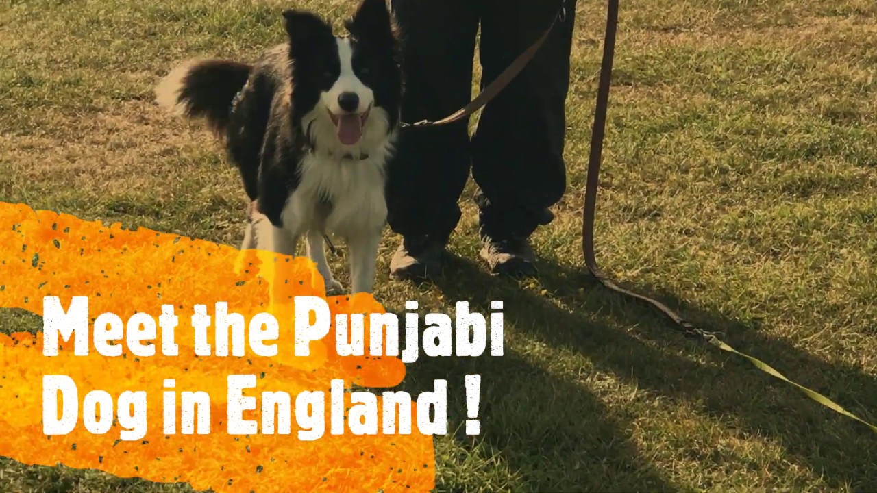 Punjabi Dog in England - YouTube