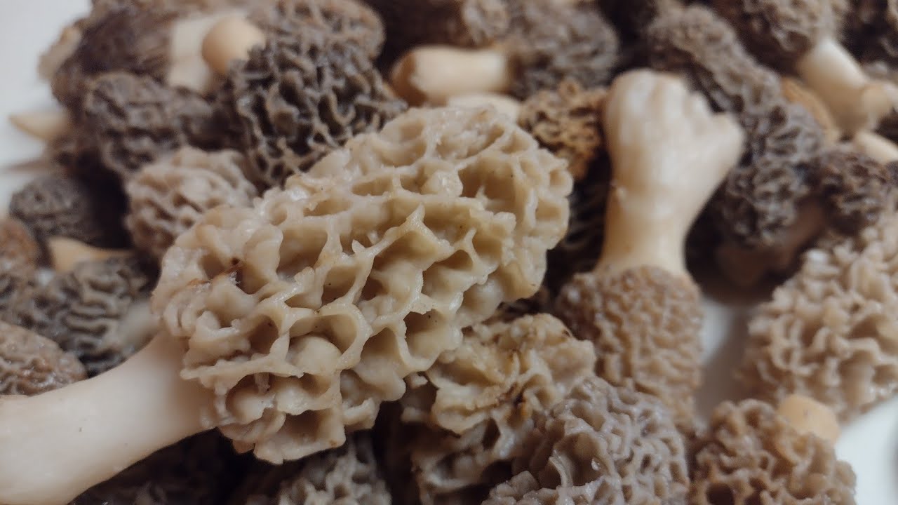 Morel Mushroom Hunting Indiana