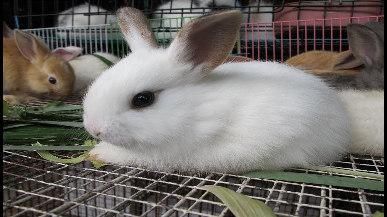 Funny and Cute Baby Bunny Rabbit Videos 🐇 Baby Animal Video Compilation ...