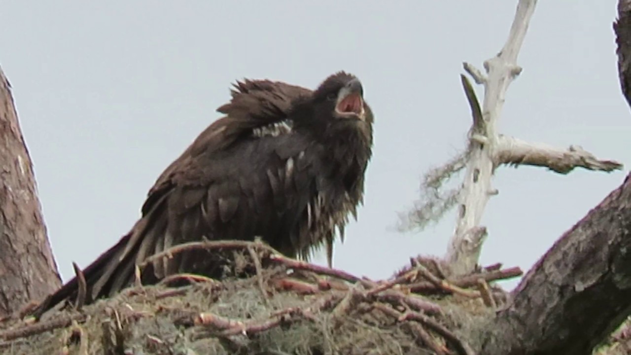 Juvenile Bald Eagle Crying to Parent on High Branch & Mystery Nest on ...