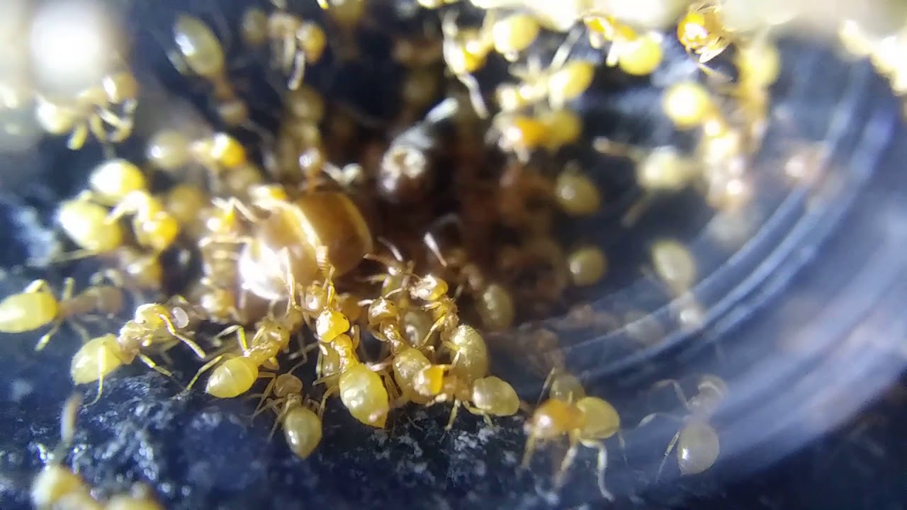 Lasius Chthonolasius distinguendus 2018-08-17 083428 - YouTube