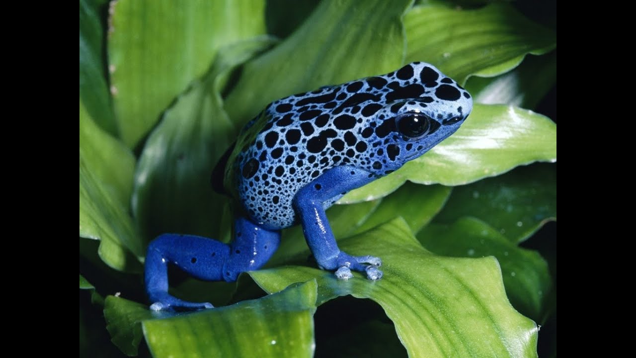 Biodiversidad Colombia: país mega diverso - YouTube