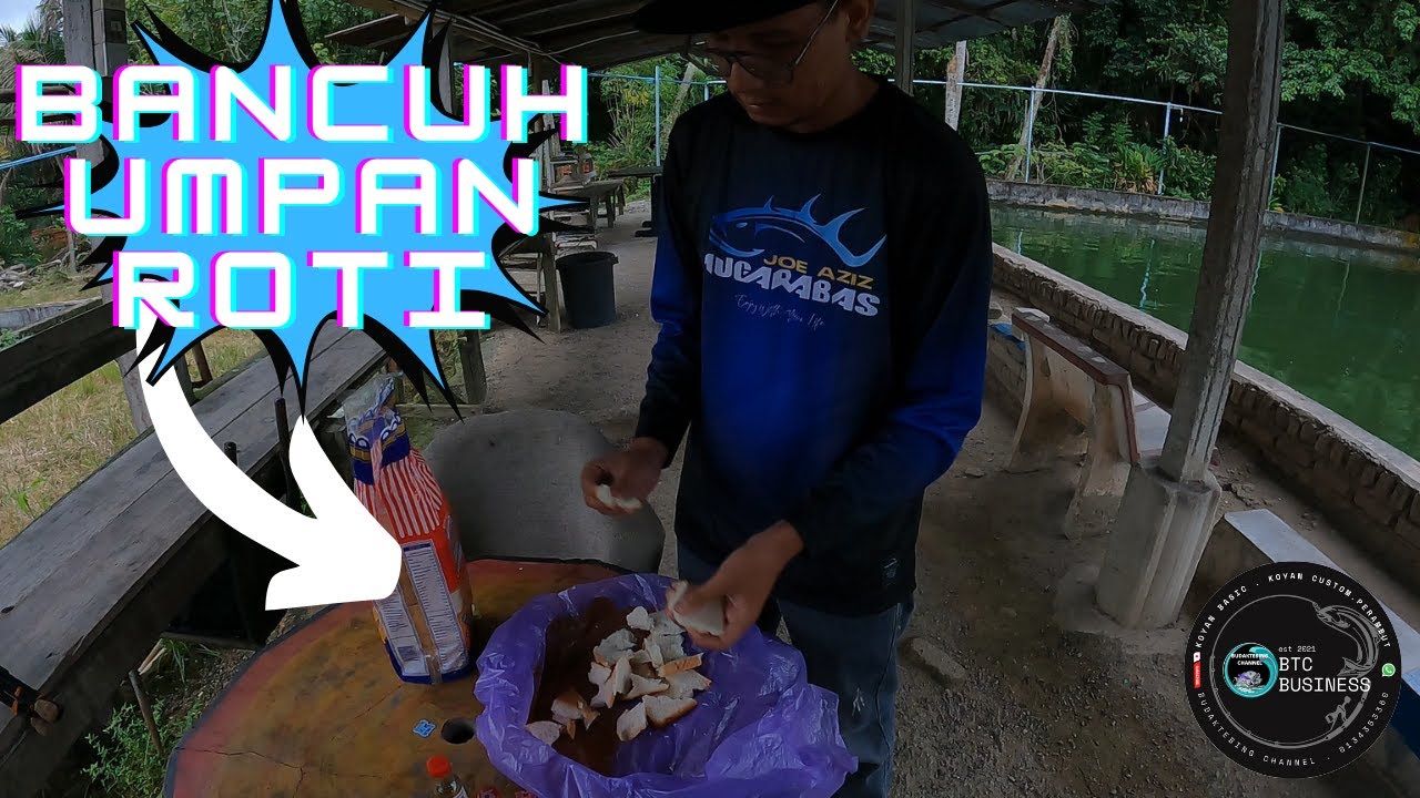 TUTORIAL BANCUH UMPAN ROTI UNTUK PATIN,MEKONG,PACU!!||UMPAN KOLAM AIR ...
