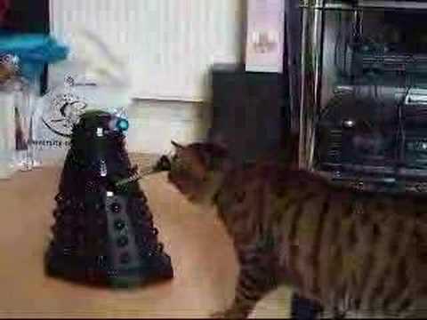 My Cat's reaction to a Dalek - Special Edition - YouTube