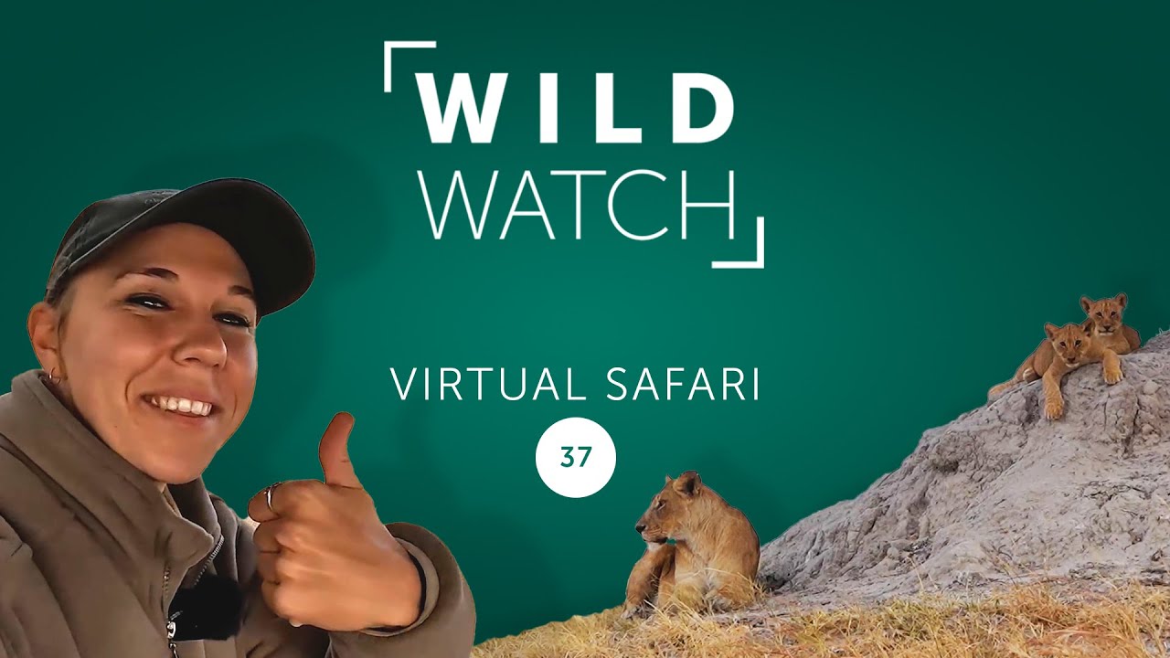 Lion cub outing | WILDwatch Virtual Safari 37 - YouTube