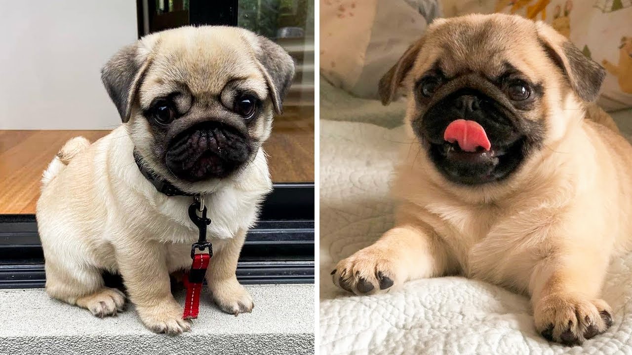 AWW SOO Cute and Funny Pug Puppies - Funniest Pug Ever #19 - YouTube