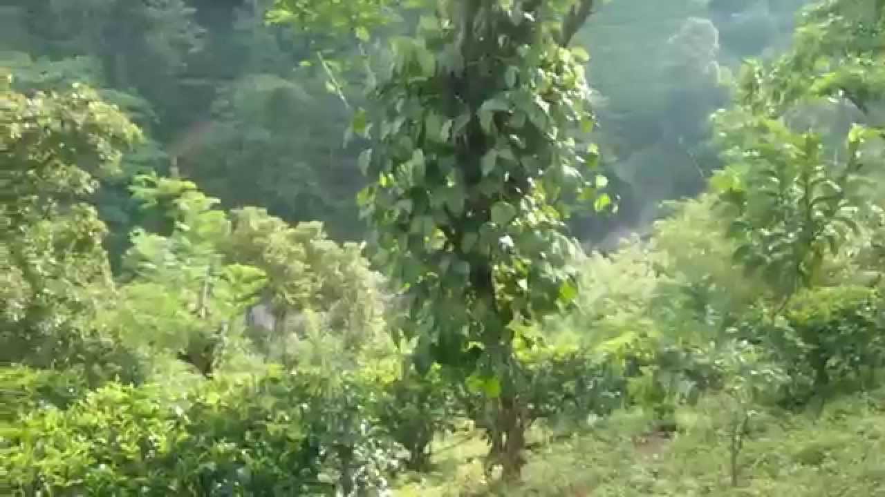 Paradeka Hamini Village - YouTube