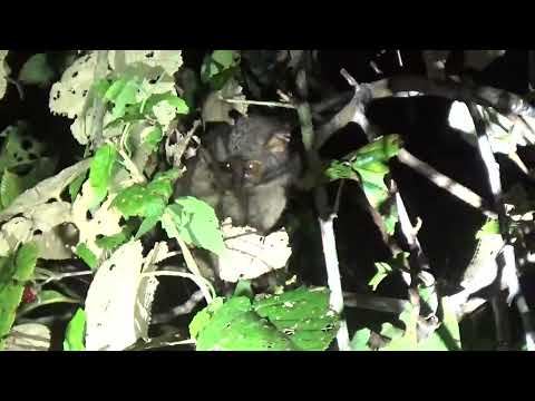 An Endemic Peleng Tarsier on Peleng Island