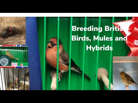 Breeding British Birds Mules and Hybrids - YouTube