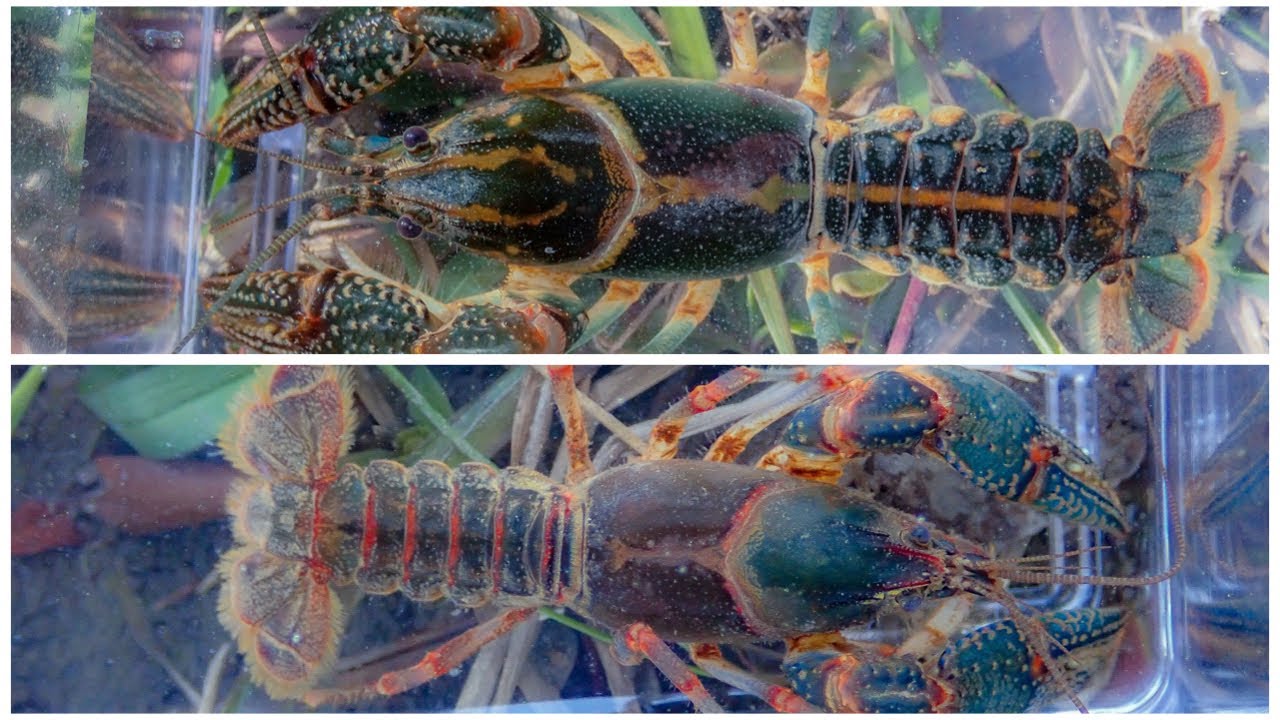 Search for colorful, newly described crayfish - YouTube