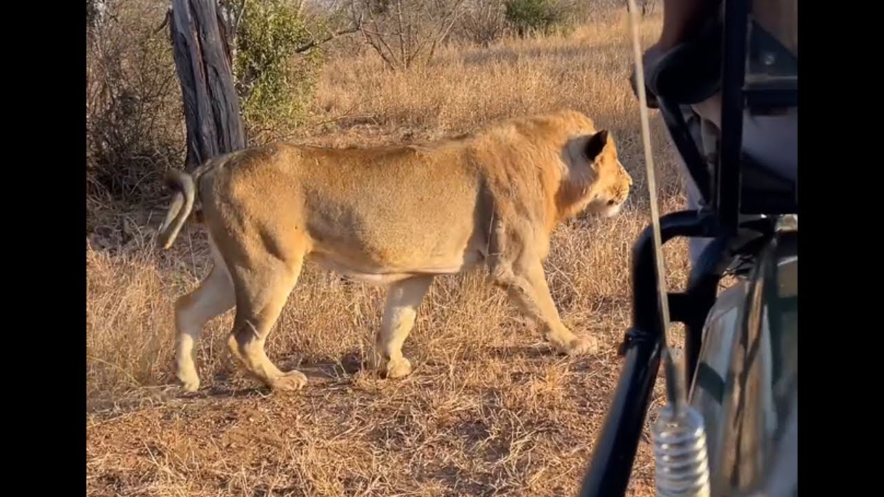 Lone Young Monwana Male Lion on move different from the other three ...