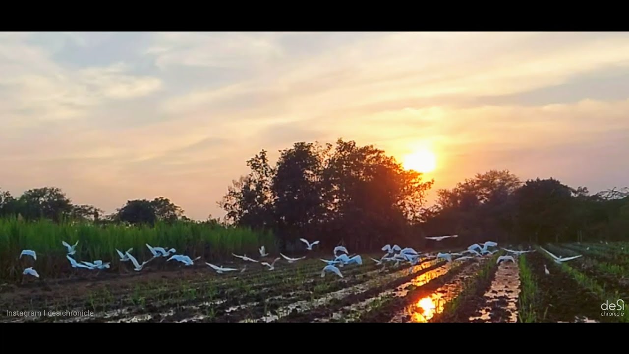 Bagula Birds | Amazing Summer Evening #herons #bagula #nature #calm # ...