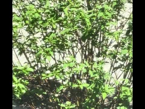 Loud allergy sneezing fit on the patio