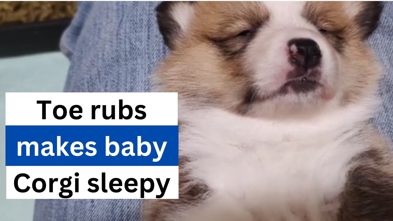 Toe rubs make this tiny Corgi sleepy - YouTube