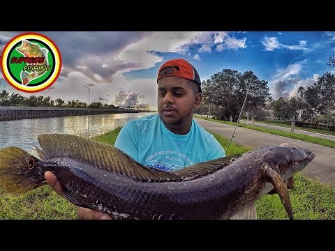 Canal Snakehead Fishing With Topwater Frogs!! (We FINALLY Caught Our ...