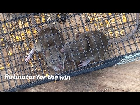 The Ratinator trap works!!! - YouTube