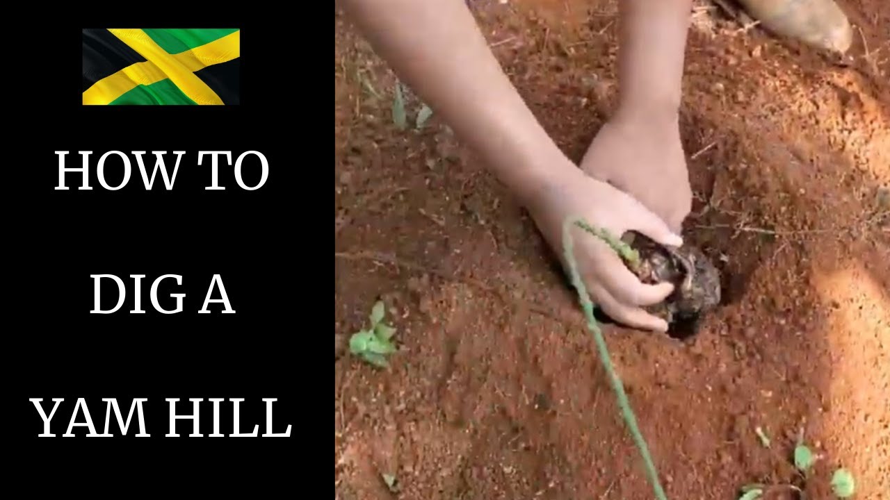 HOW TO DIG A YAM HILL ( HOW TO PLANT YAM) - YouTube