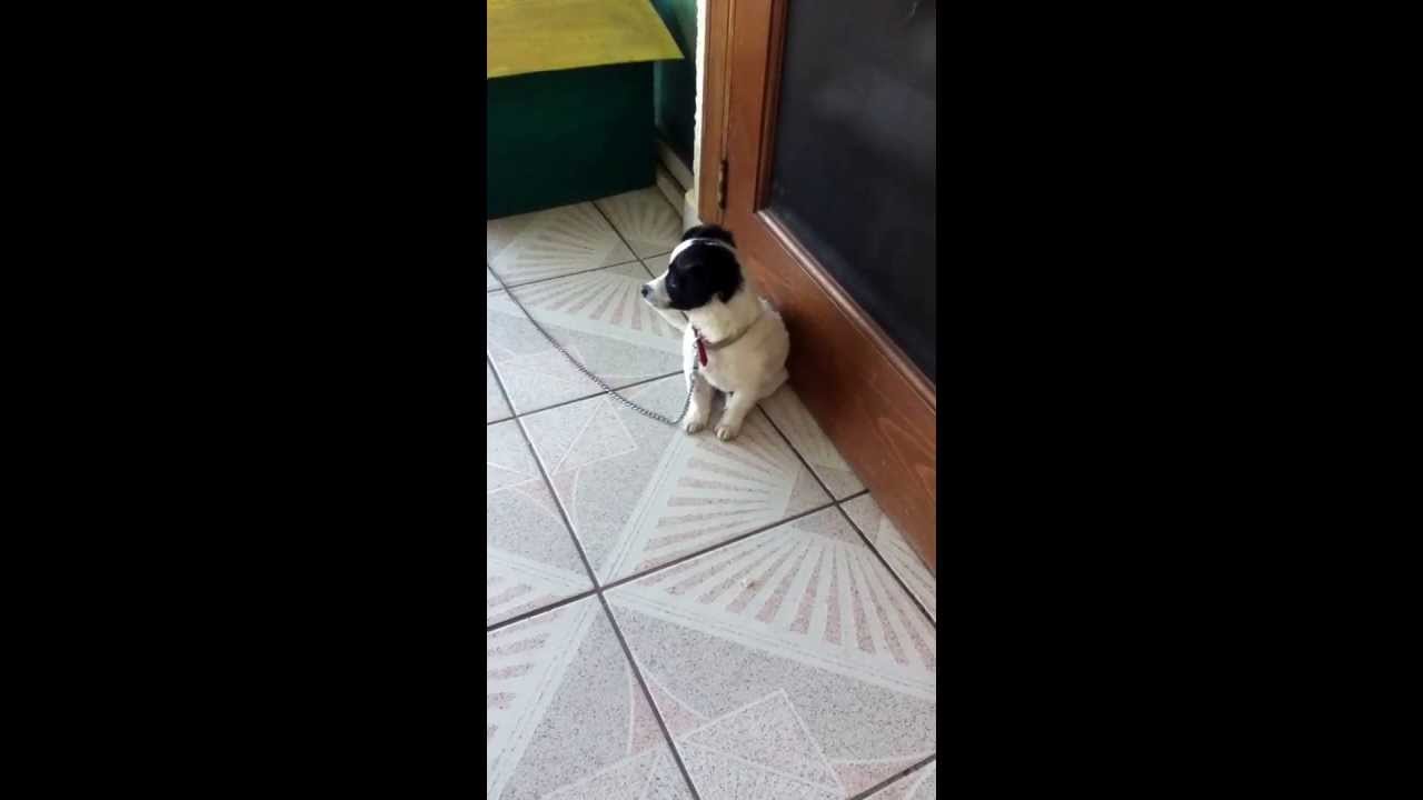 Perro chillando - YouTube