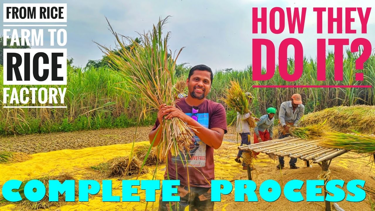 Making Of Rice | Complete Process From Rice Farm To Rice Factory ...