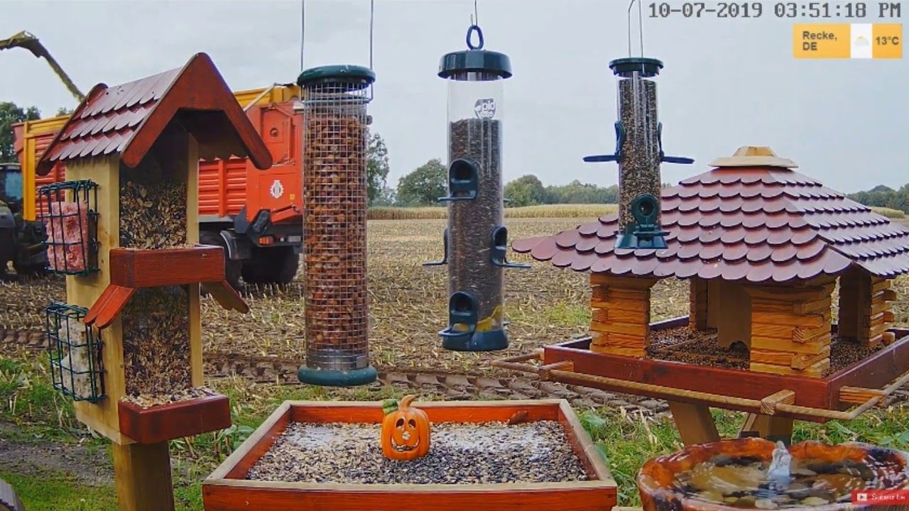 Corn Harvest ... Animal Cam - Recke, Germany (Hedgehogs, birds) - YouTube