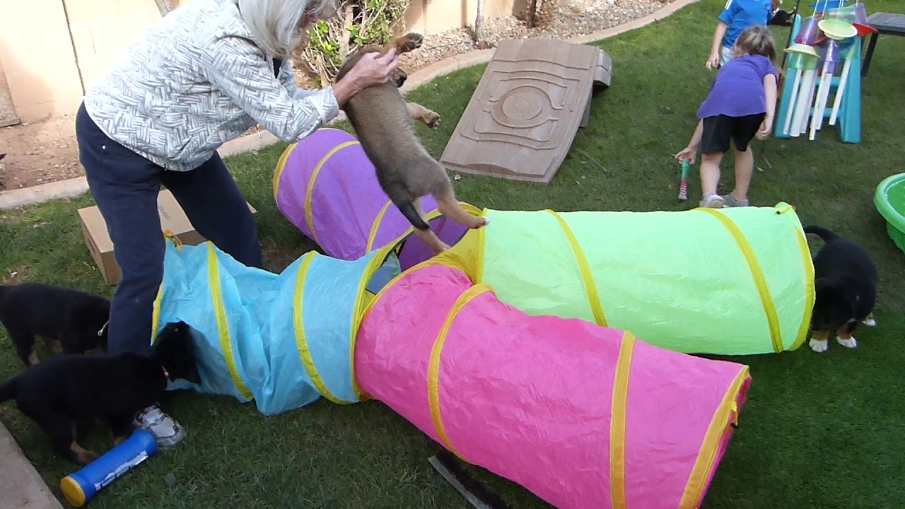 Desert Sol Chinooks Throne of Glass Litter Week 7 - First time with the ...