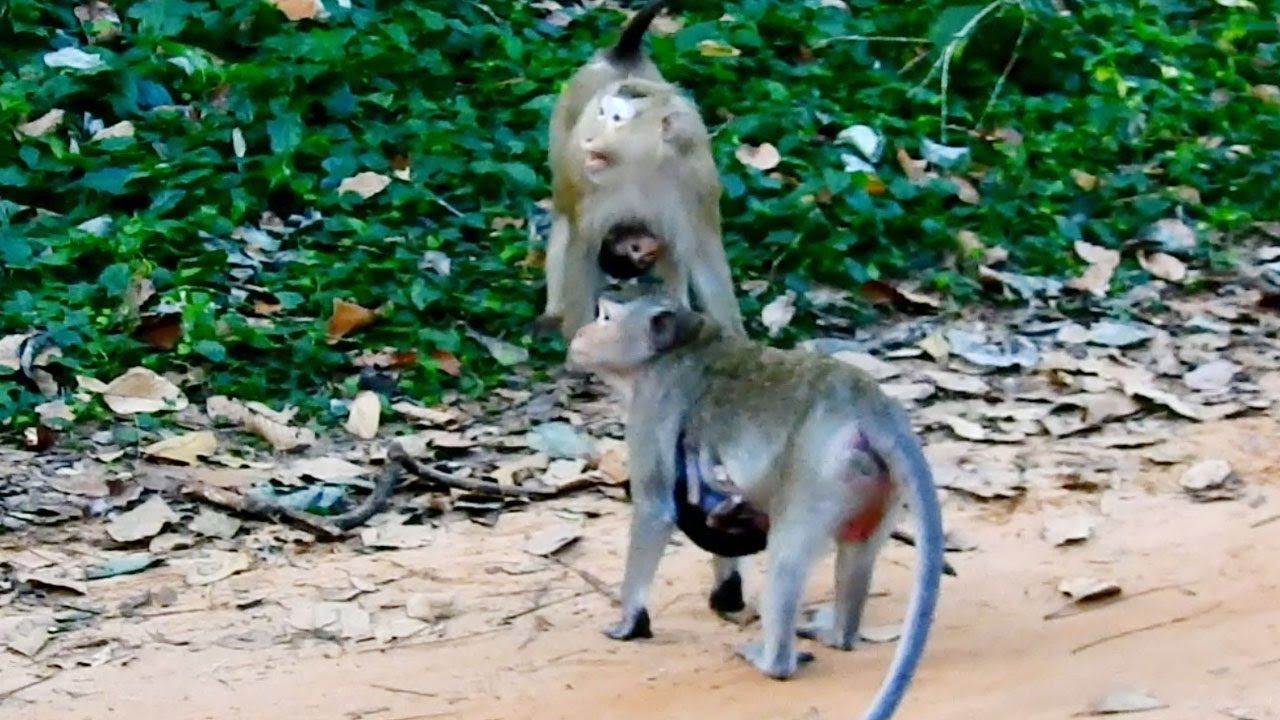 Breaking news! Mom Ross very Angry Old monkey want to steal baby Brady ...