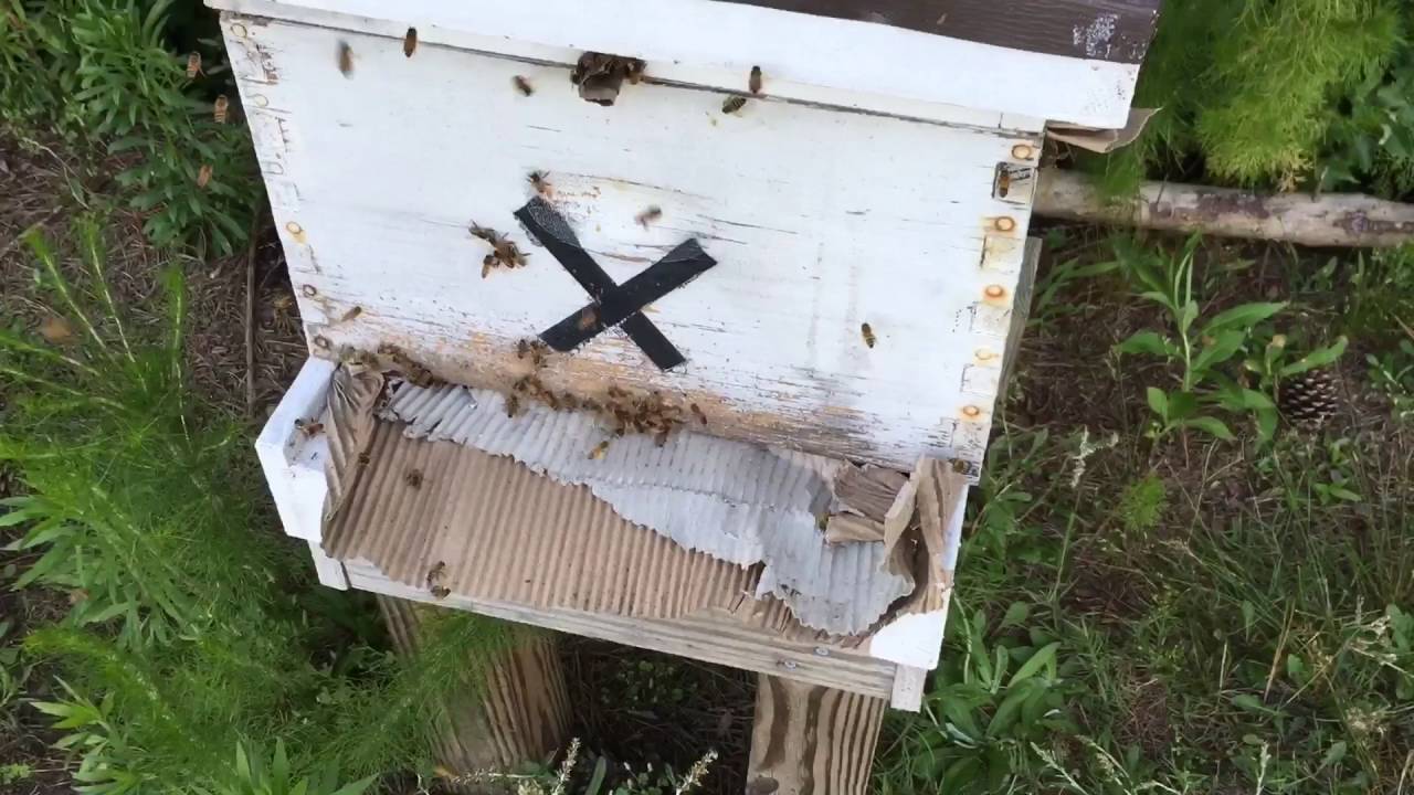 Bees robbing out a weak hive - YouTube