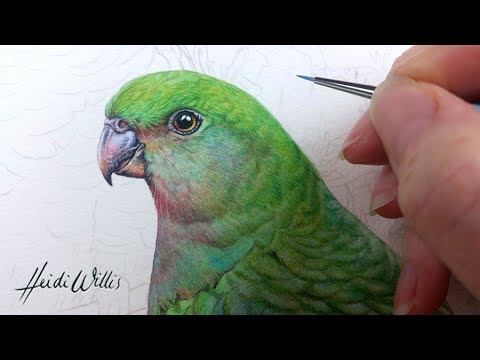 King Parrot - Back and Head in Watercolour - YouTube