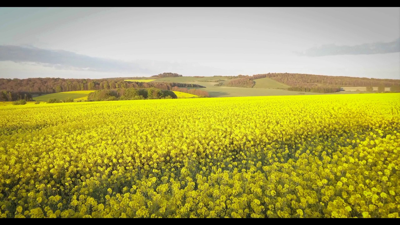 Yellow Fields 4k Drone Video - YouTube
