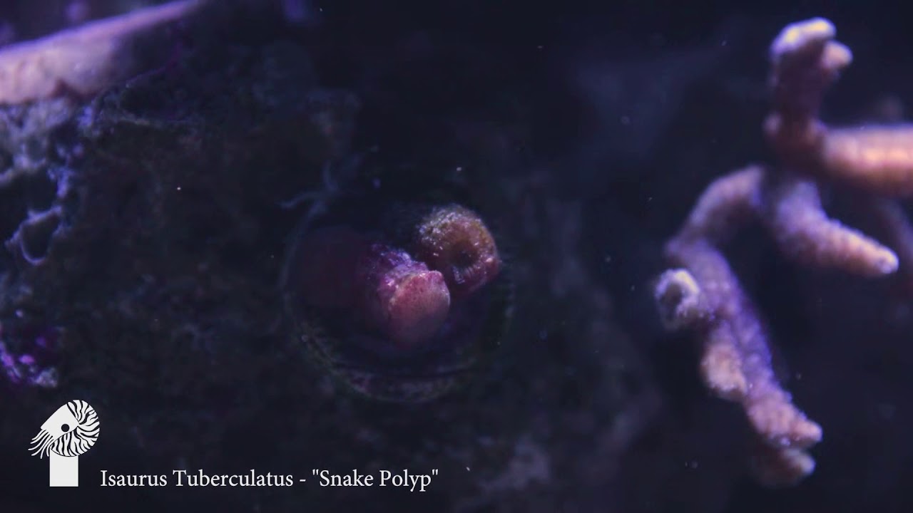Isaurus Tuberculatus - "Snake Polyp Coral" - Timelapse 2 Electric ...