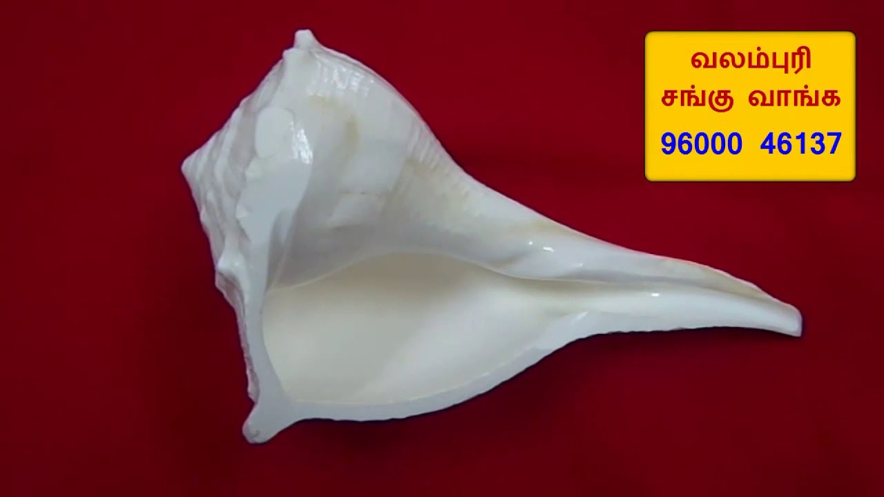 Valampuri Sangu Small Size - 4" inches | Valampuri Sangu Deepam ...