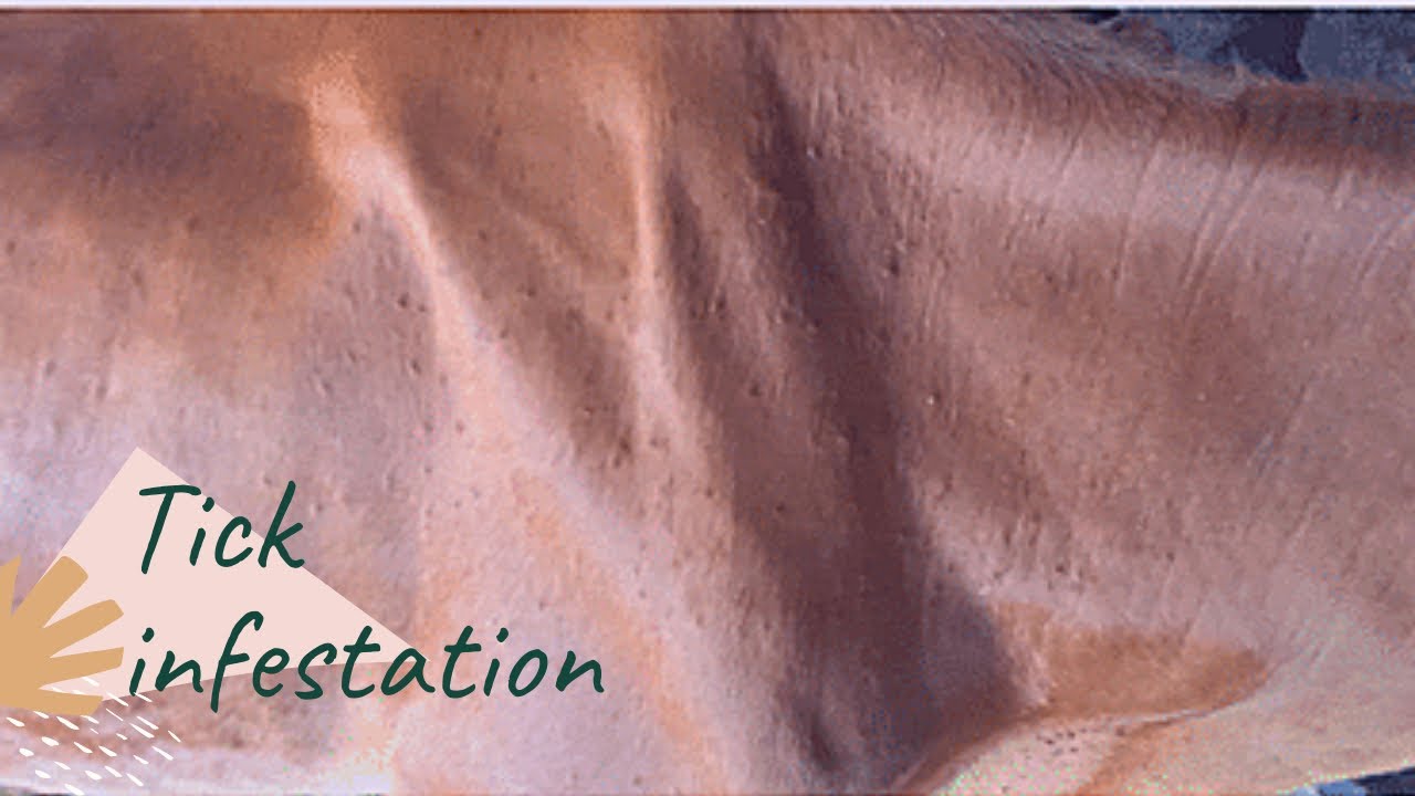 Heavy Tick Infestation in cattle - YouTube