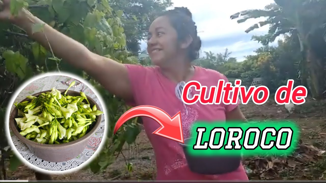 Cultivo de grandes flores de loroco - YouTube