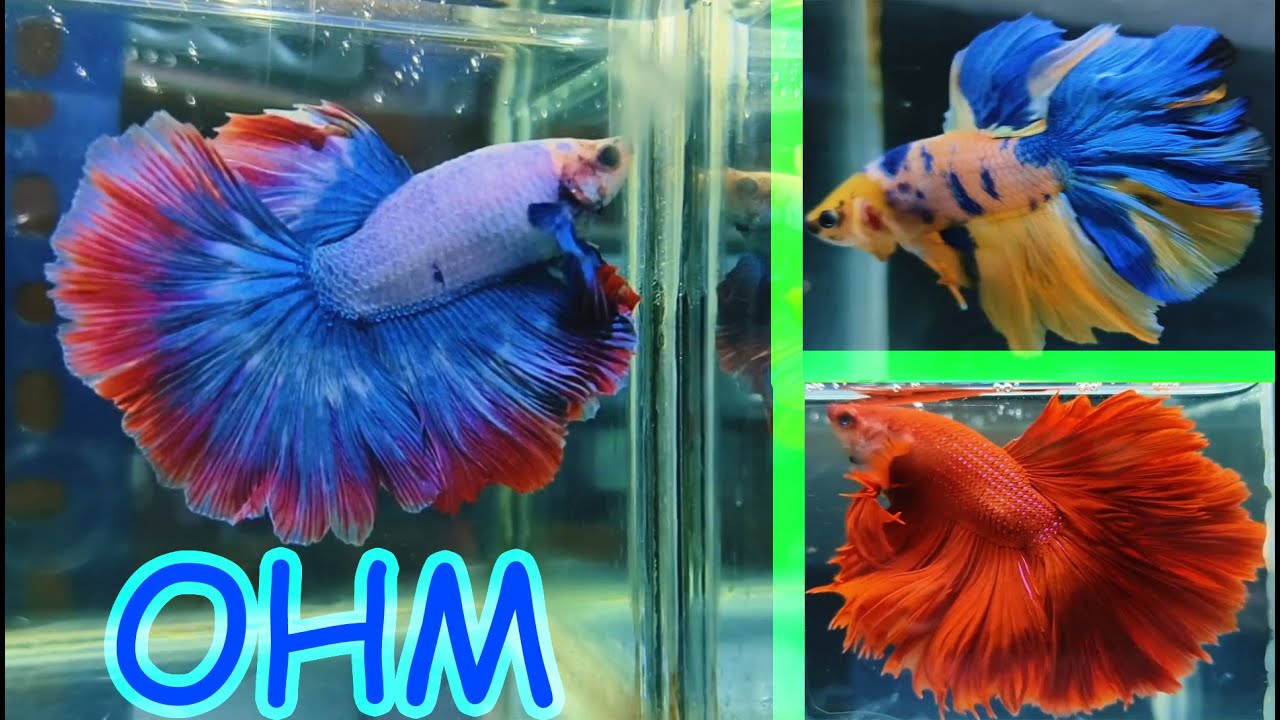 THAILAND IMPORTED OHM BETTA FISH CATALOGUE - YouTube