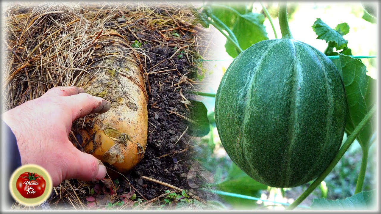 This FERTILIZER is the KEY! Living garden is BEST COMPOST ! 100% ...