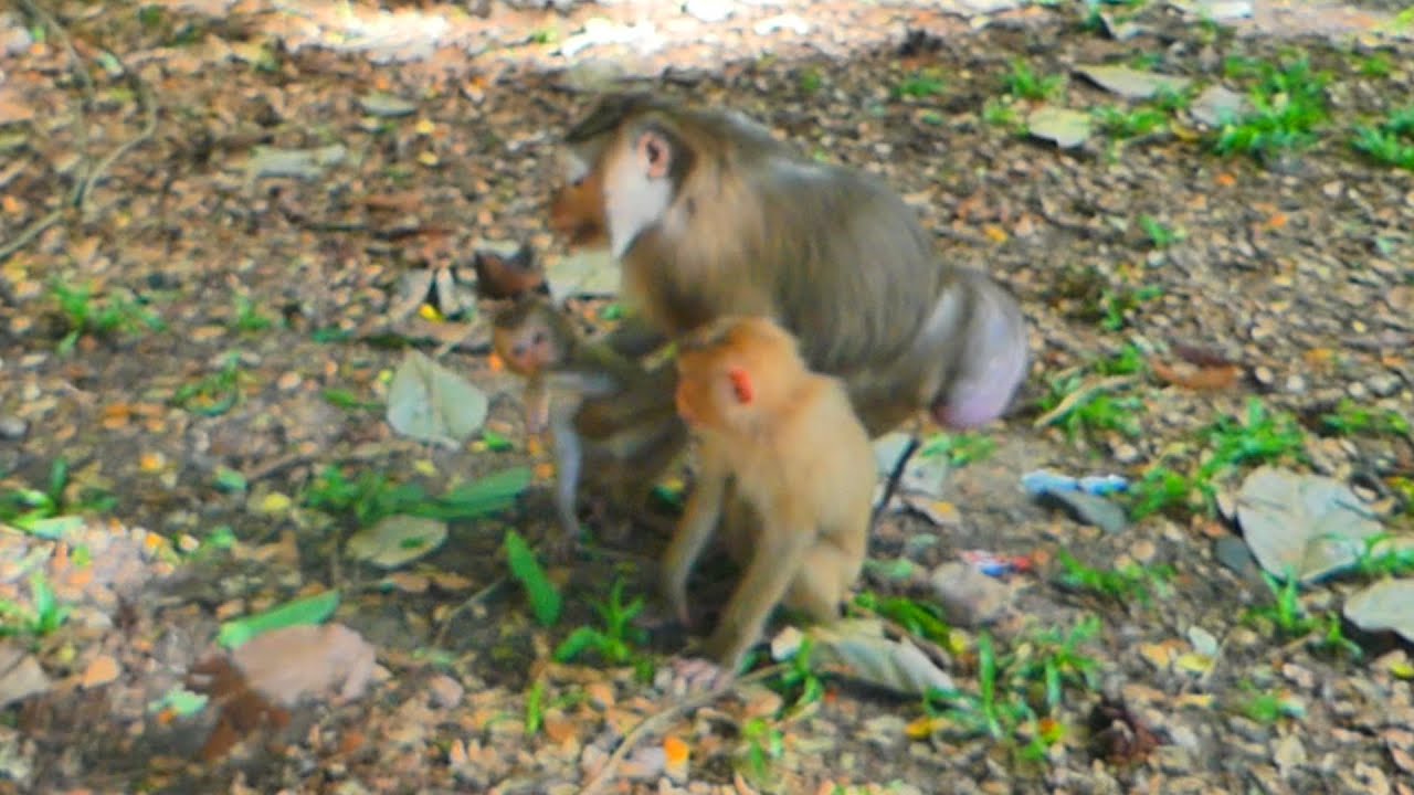 Monkey ZURI is hungry and grandma ASHLEY want to carries her away - YouTube