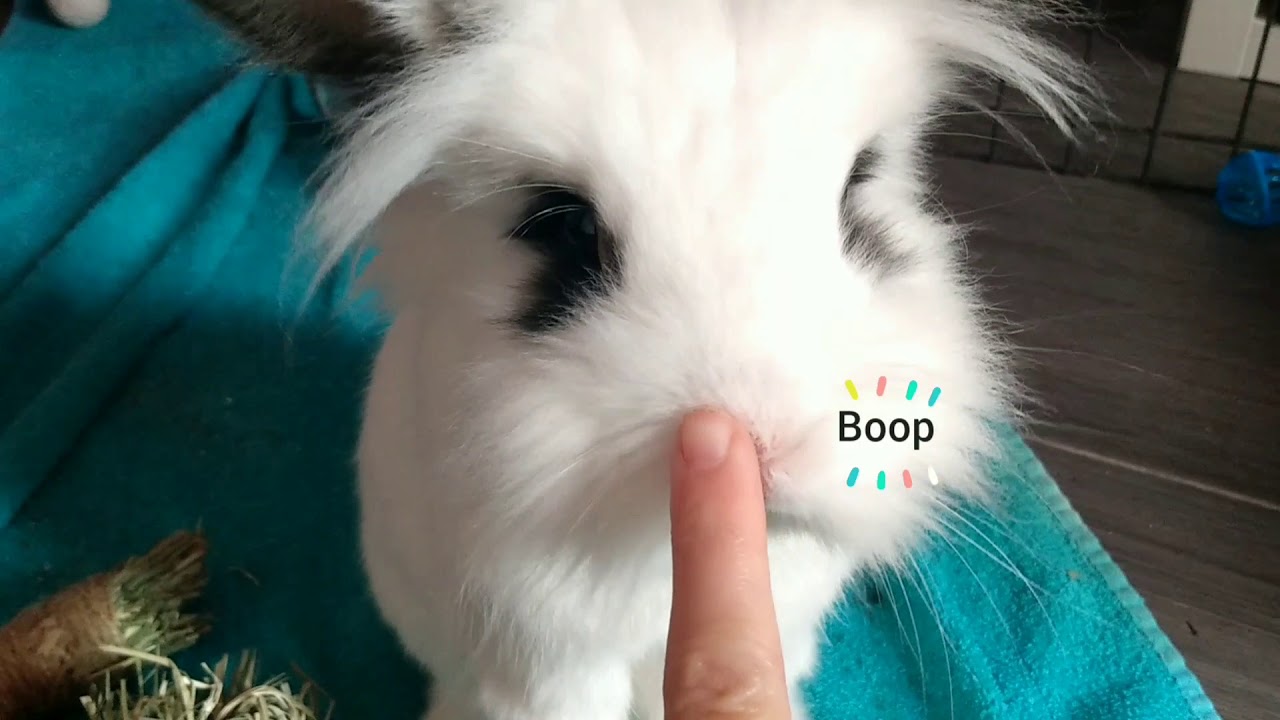 boop the bunny nose - YouTube