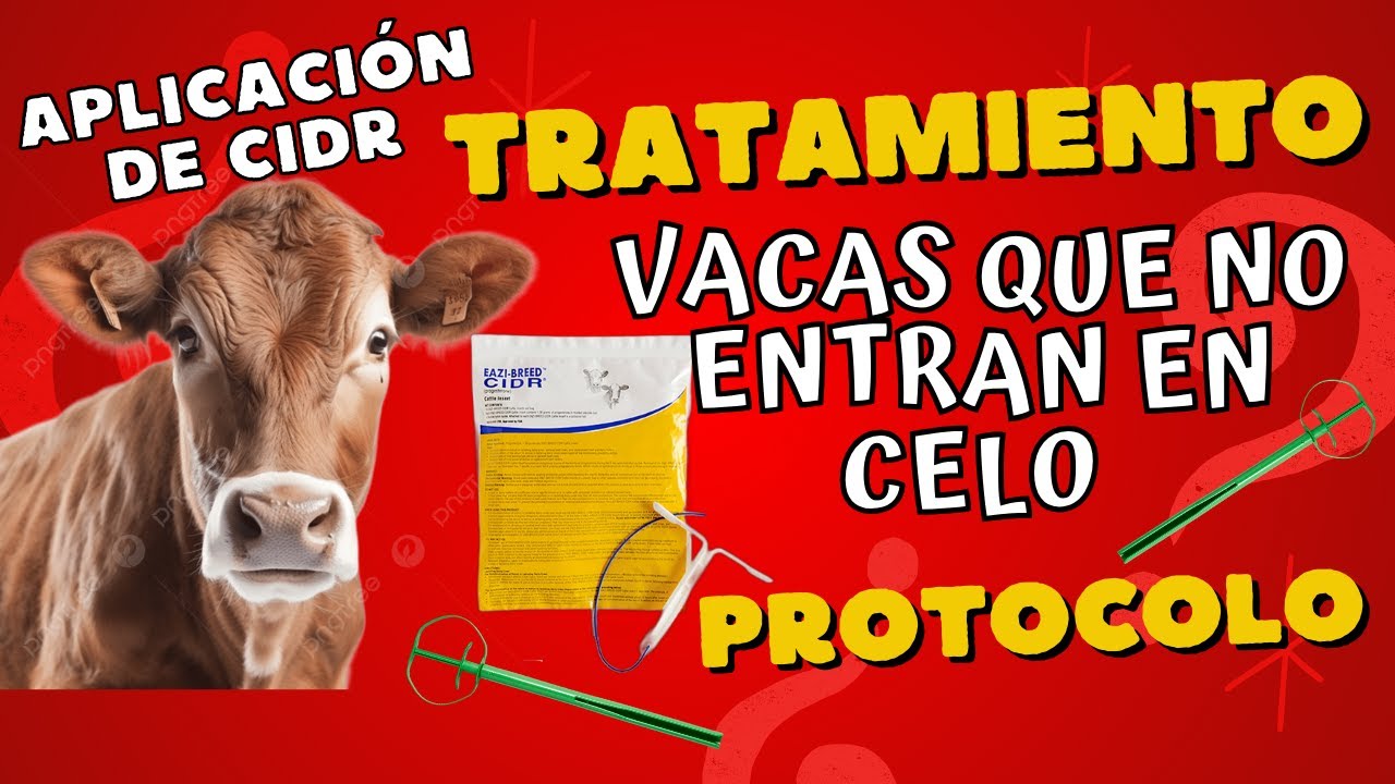 TRATAMIENTO VACAS QUE NO ENTRAN EN CELO /APLICACIÓN DE CIDR ...