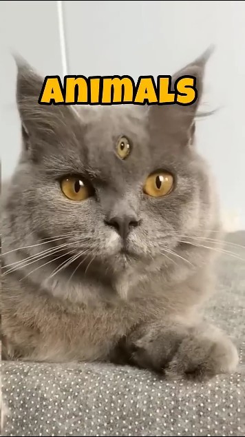 Mutant Animals With Crazy Genetic Mutations #animals #youtubeshorts # ...