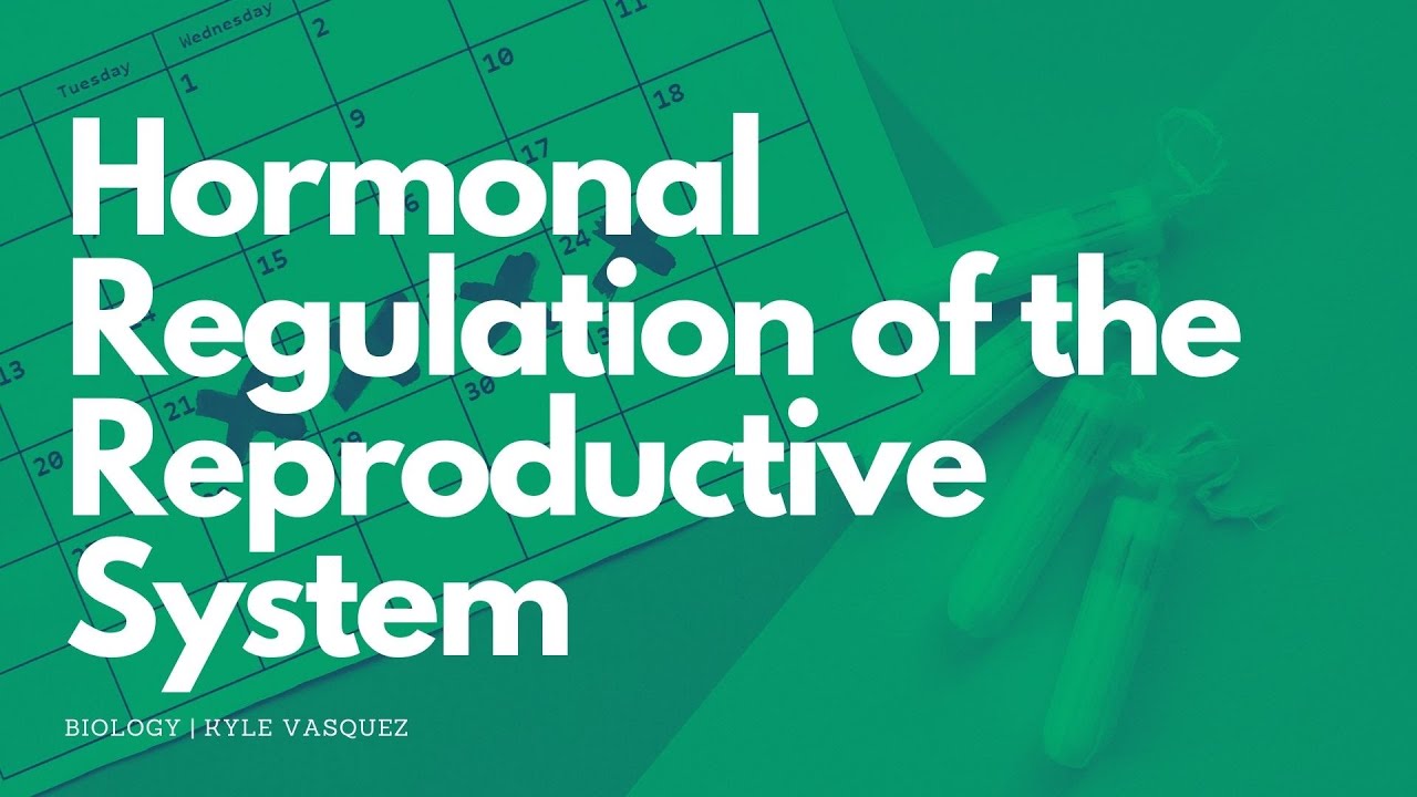Hormonal Regulation of the Reproductive System - YouTube