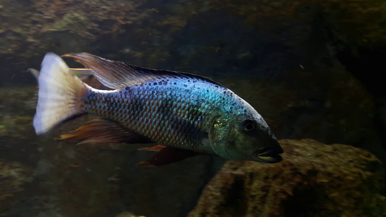 Fossorochromis rostratus male - YouTube
